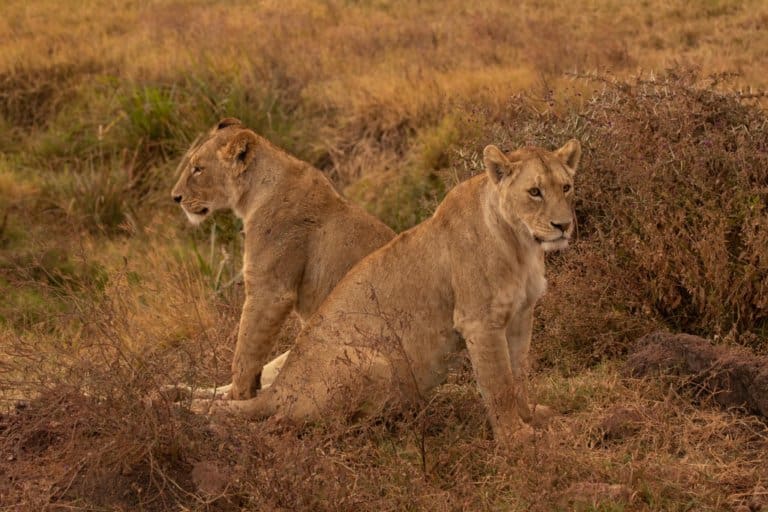 Big 5 African Safari- 7 Things to Know Before You Go - The Wanderlust Rose