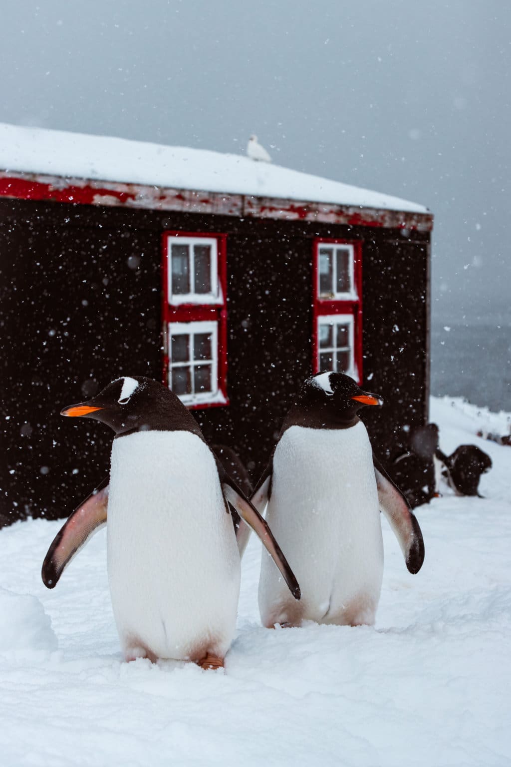 Antarctica Bucket List Ideas: 13 Amazing Things To Do On The White ...