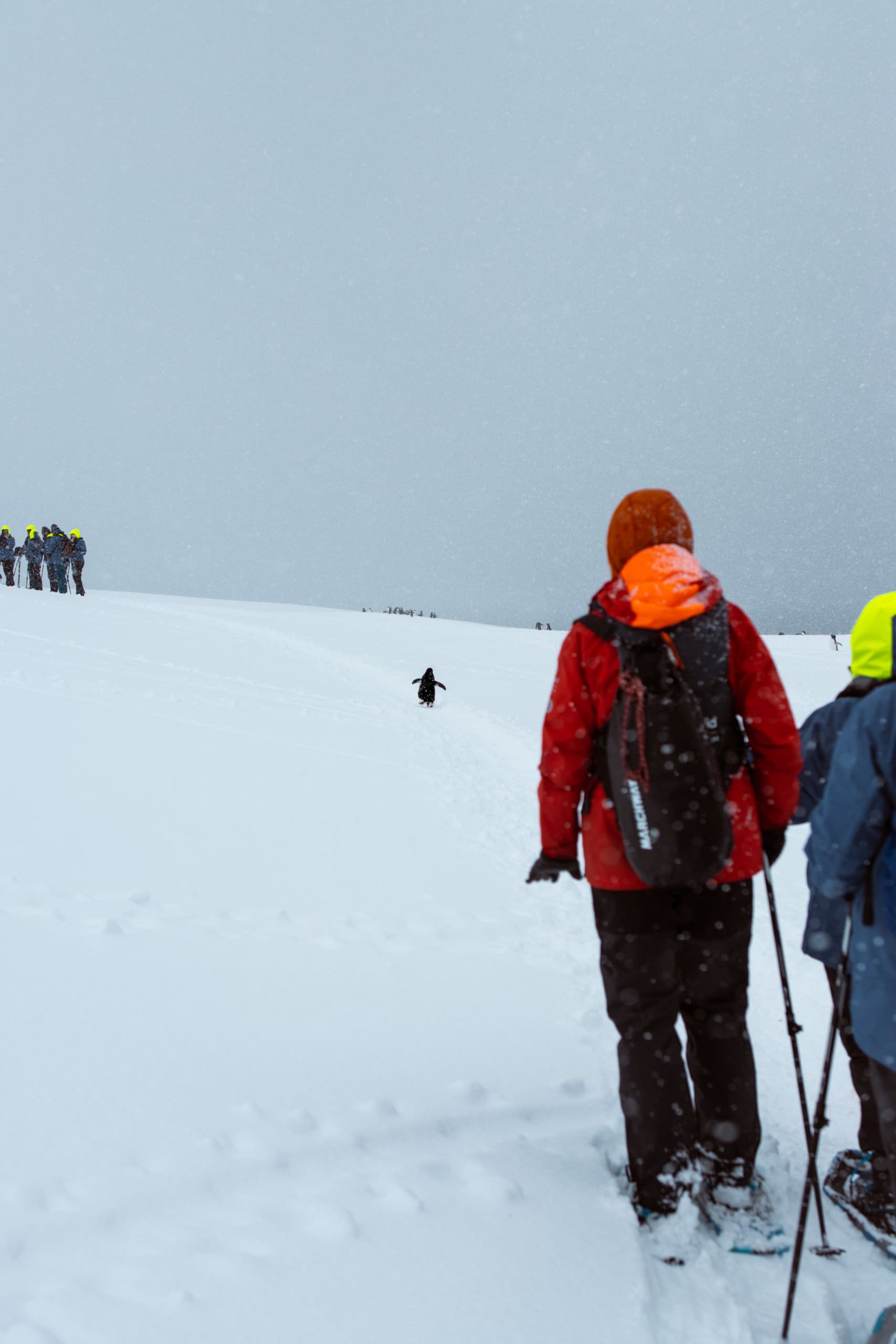 Antarctica Bucket List Ideas: 13 Amazing Things To Do On The White ...